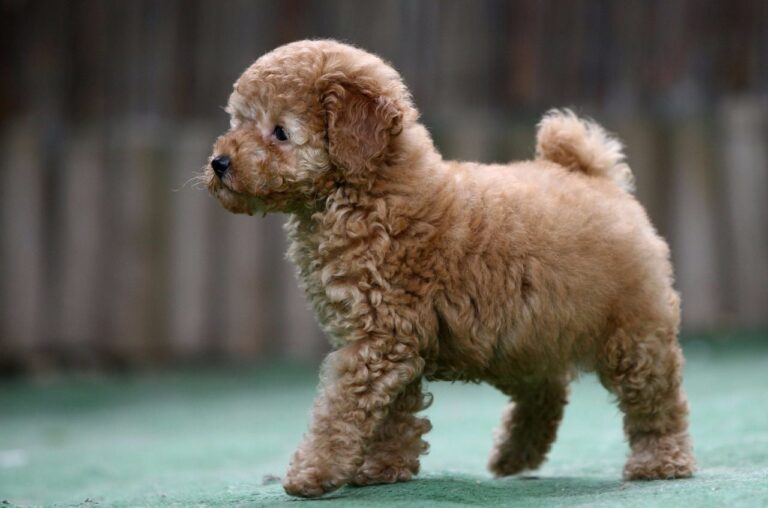 Caniche Toy Rojo, qué tiene de especial - SiempreCan