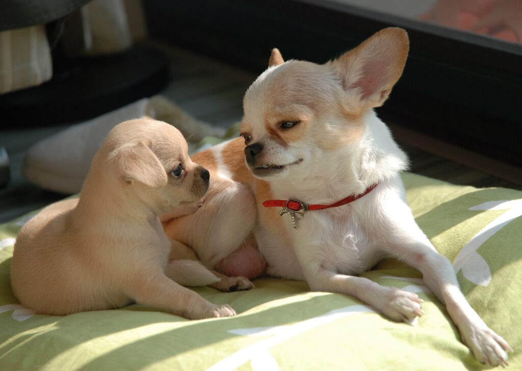 Cómo hacer feliz a tu perro - SiempreCan