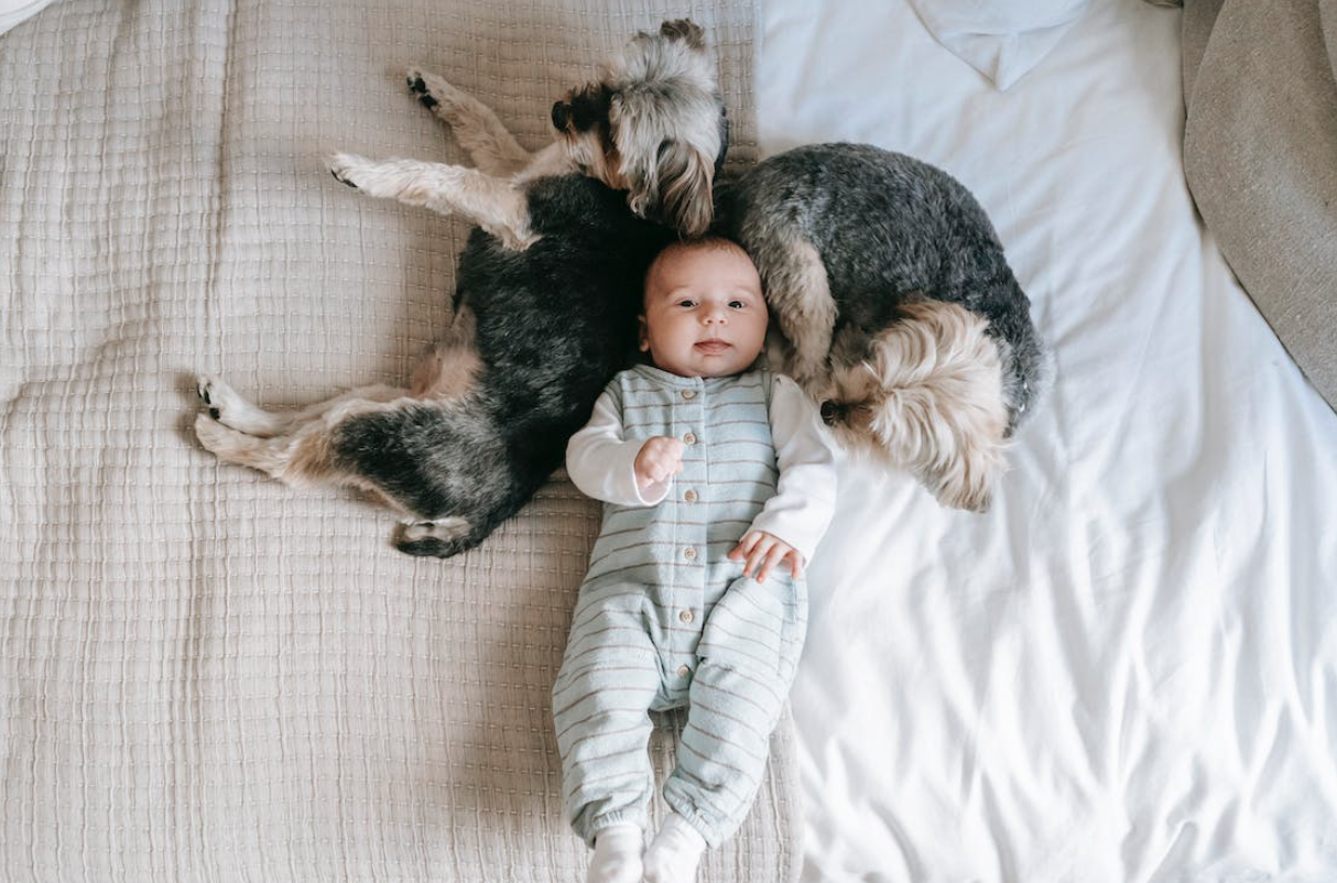 10 consejos para presentar un bebé a un perro de forma EFICAZ - SiempreCan