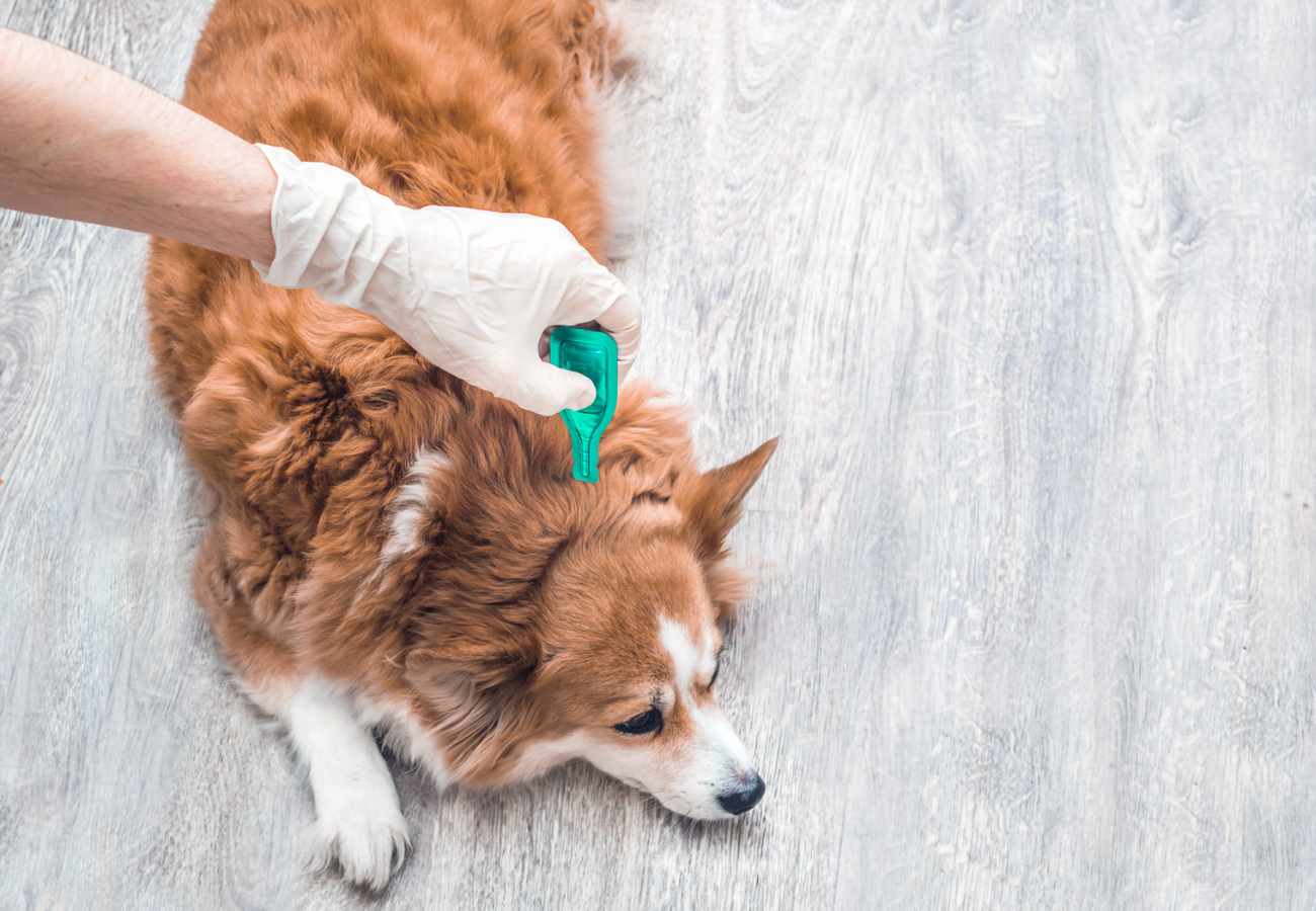 Parásitos en perros: Descúbrelos - SiempreCan