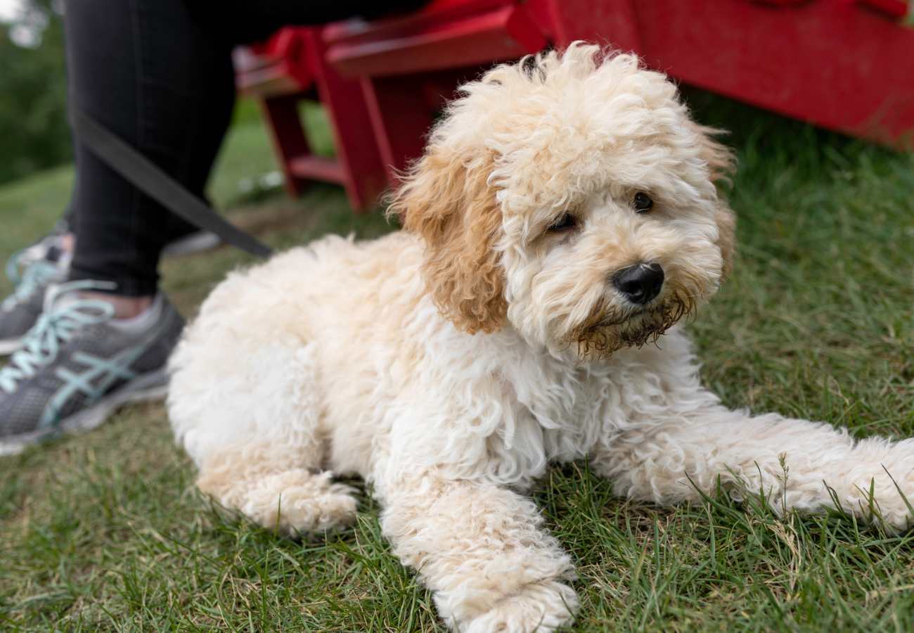Criadero de Maltipoo en España, ¡Guía completa! - SiempreCan