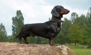 SiempreCan | Criadero de perros de razas mini y toy