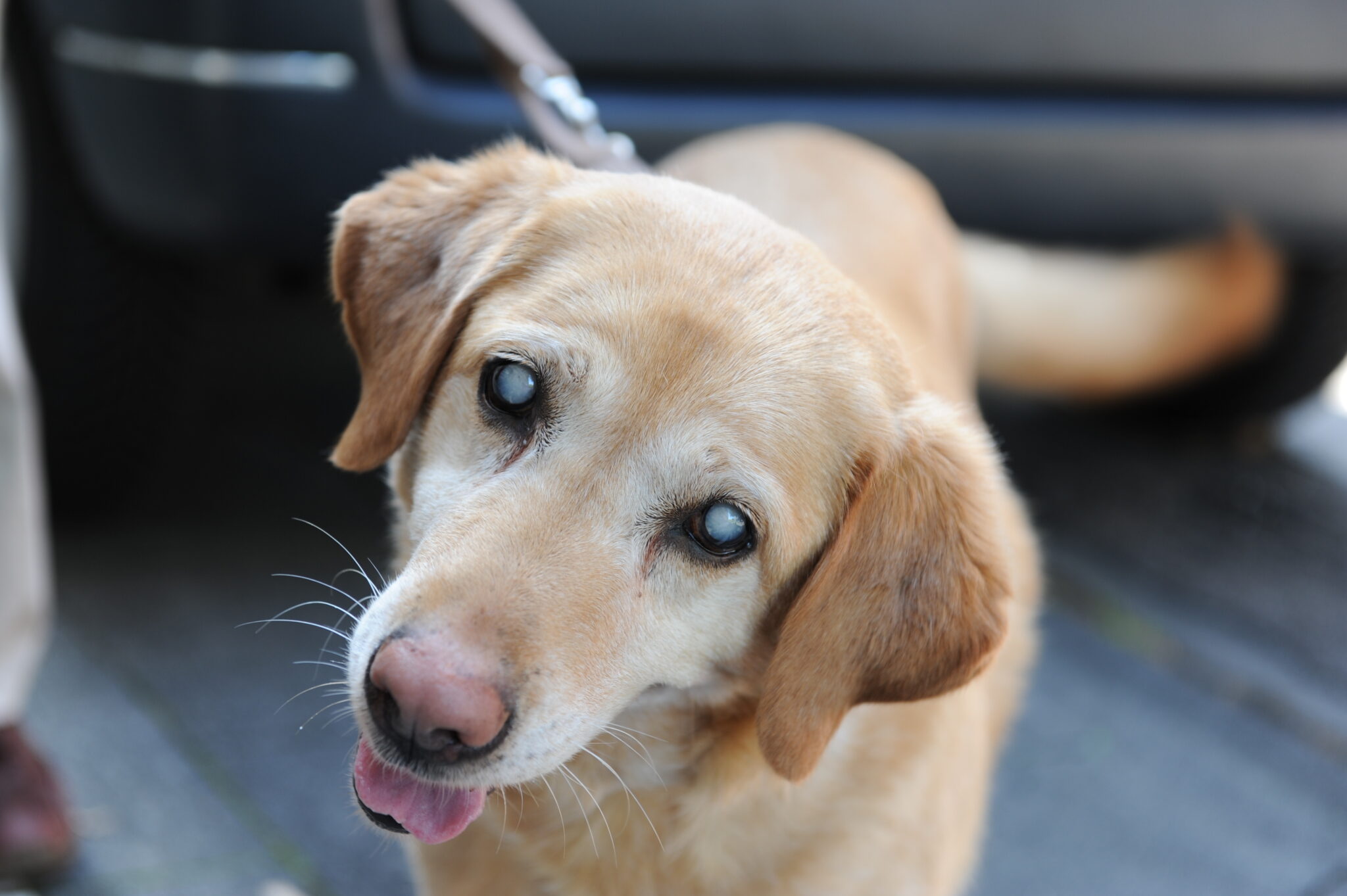 7 enfermedades en los ojos de los perros (y cómo tratarlas) - SiempreCan