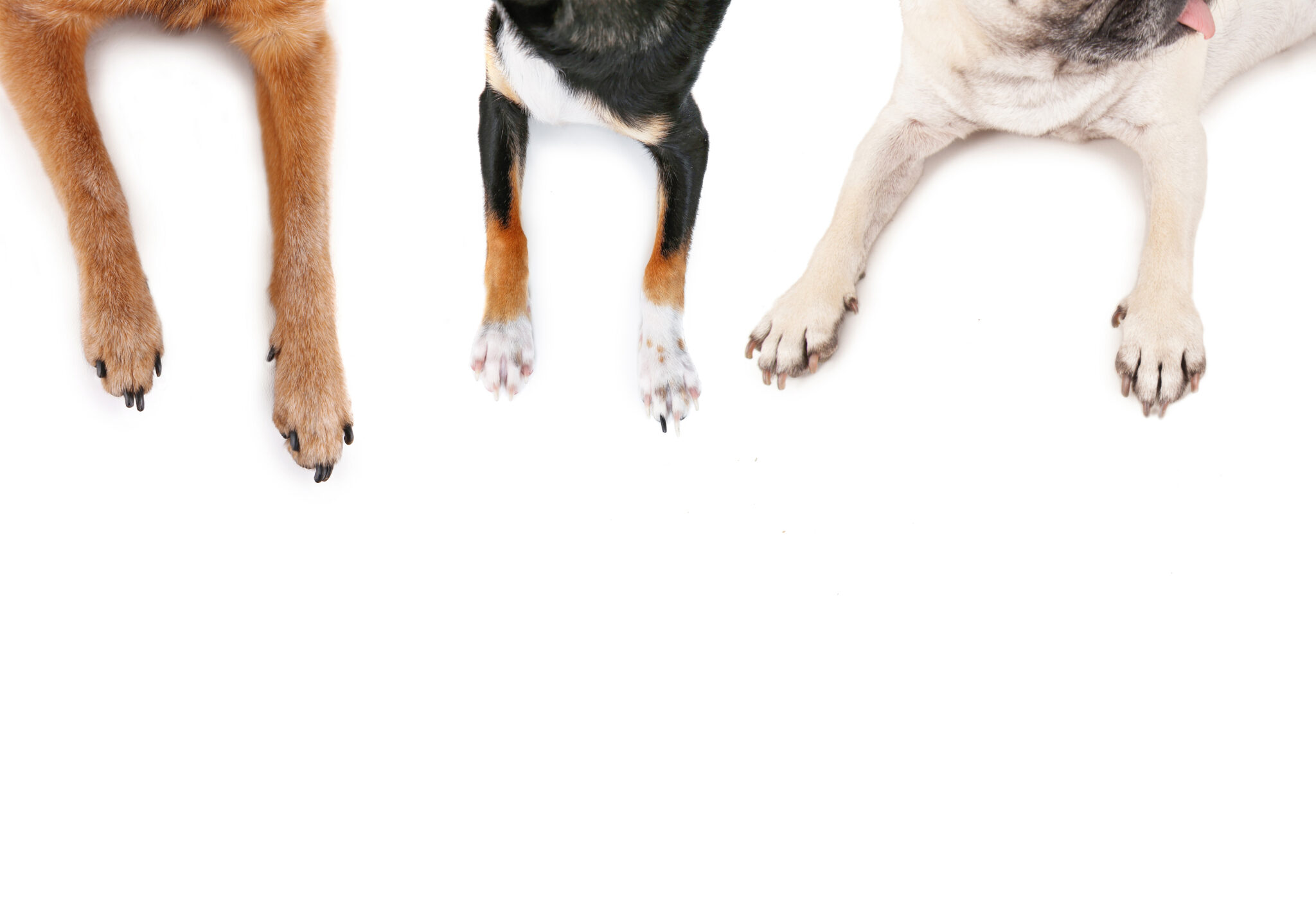 Pata de perro: guía 2025 para entender sus partes - SiempreCan