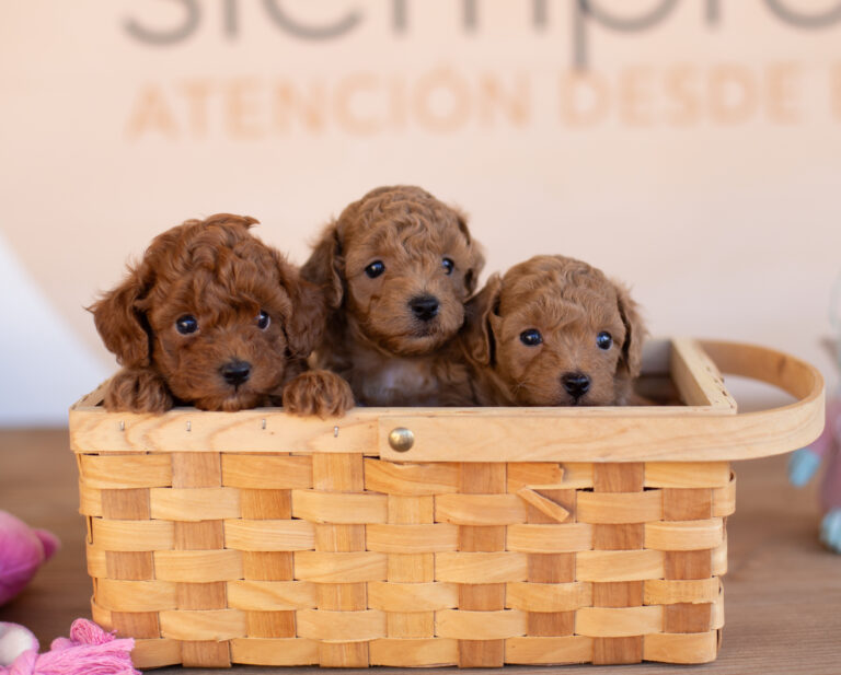 7 Razas de perros toy populares en España: guía brillante