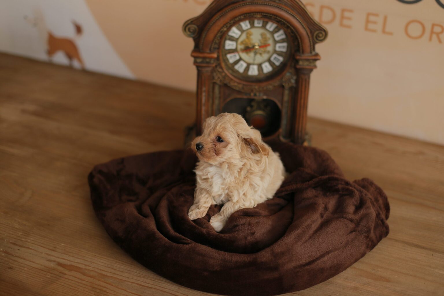7 Razas de perros toy populares en España: guía brillante